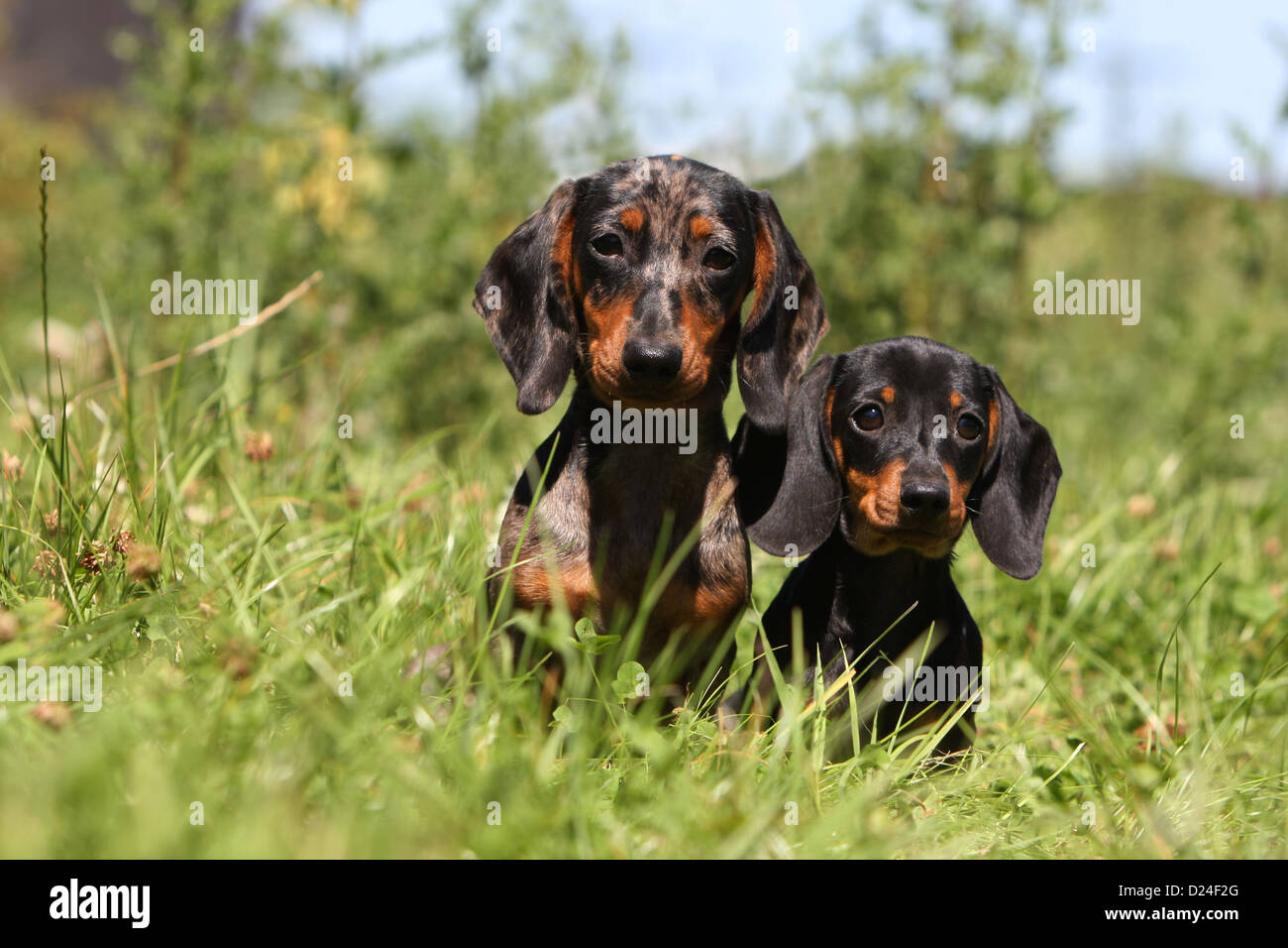 Dog Dachshund / Dackel / Teckel shorthaired adult and puppy (Harlequin ...
