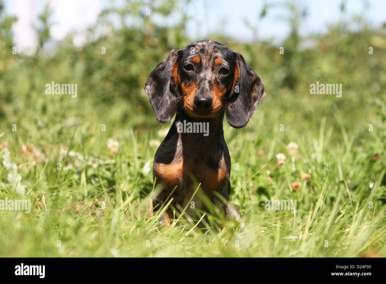 Dog Dachshund / Dackel / Teckel shorthaired adult (Harlequin Merle ...