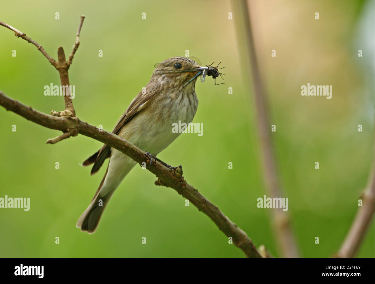 Spotted flycatcher eating hi-res stock photography and images - Alamy