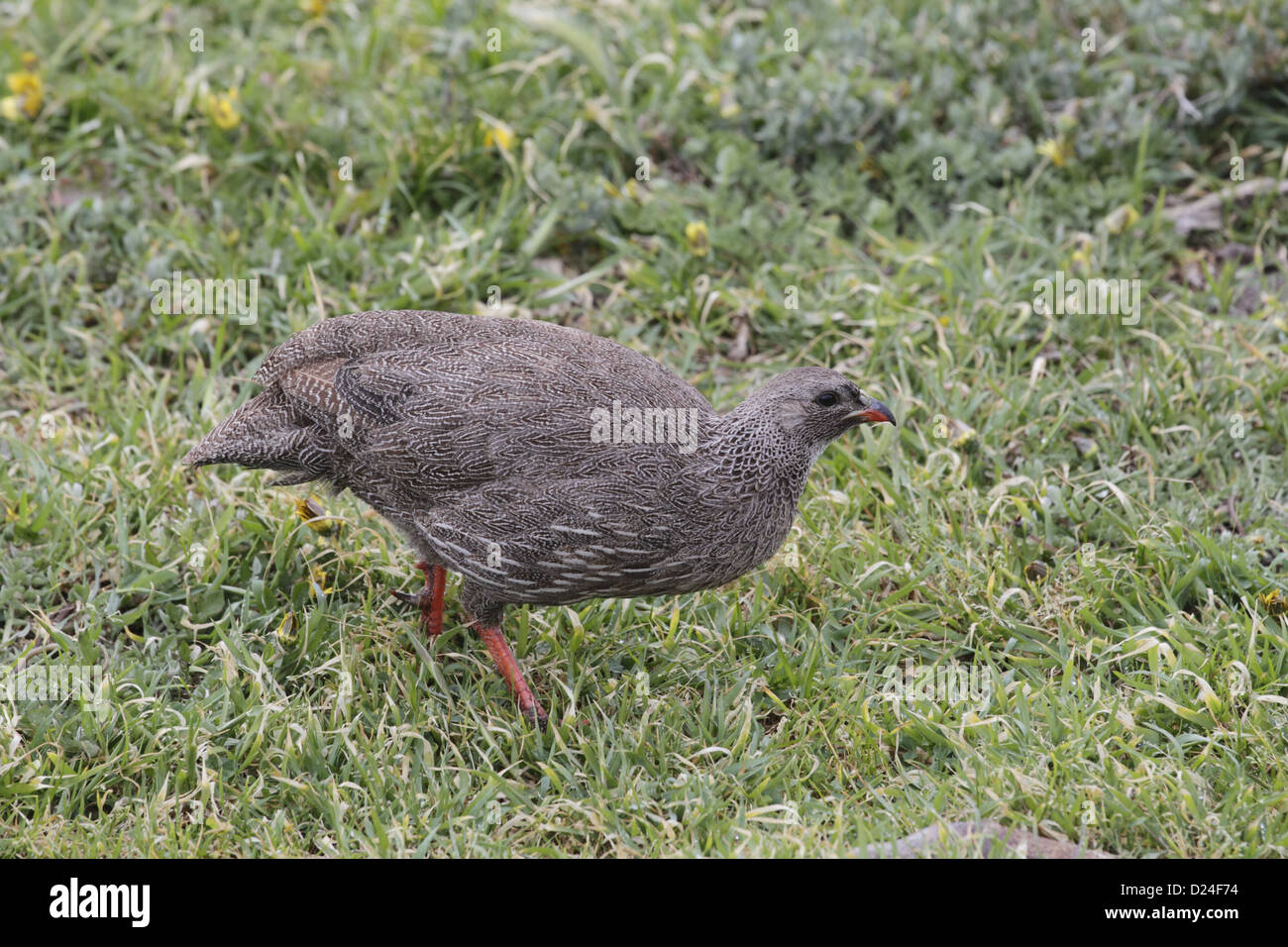 South africa cape spurfowl francolin hi-res stock photography and ...