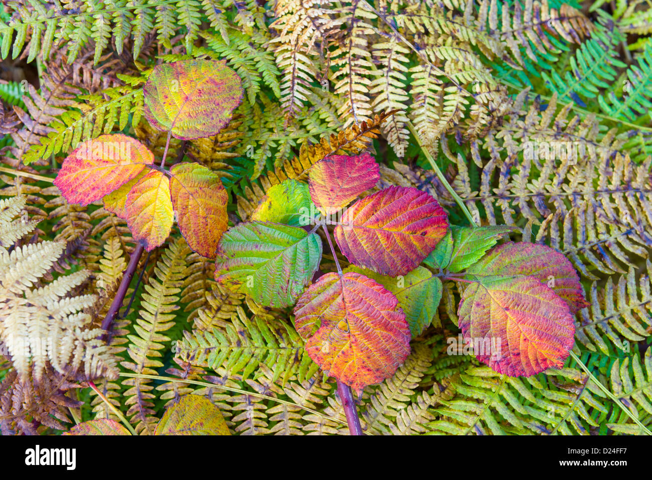 Autumn bramble leaves, Rubus fruticosa, growing through common Bracken ...