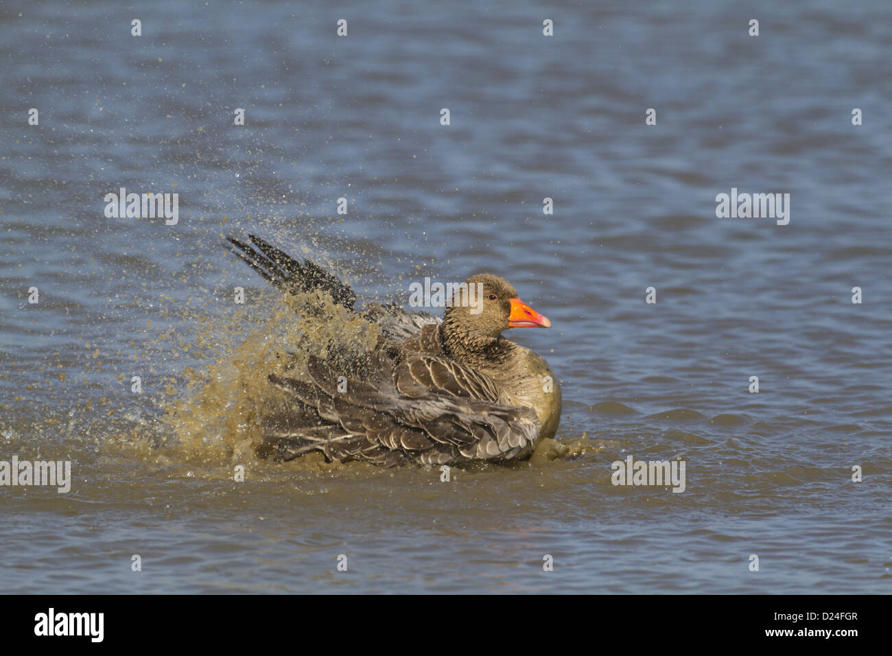 Greylag Goose (Anser anser) adult, bathing, splashing water, Norfolk ...