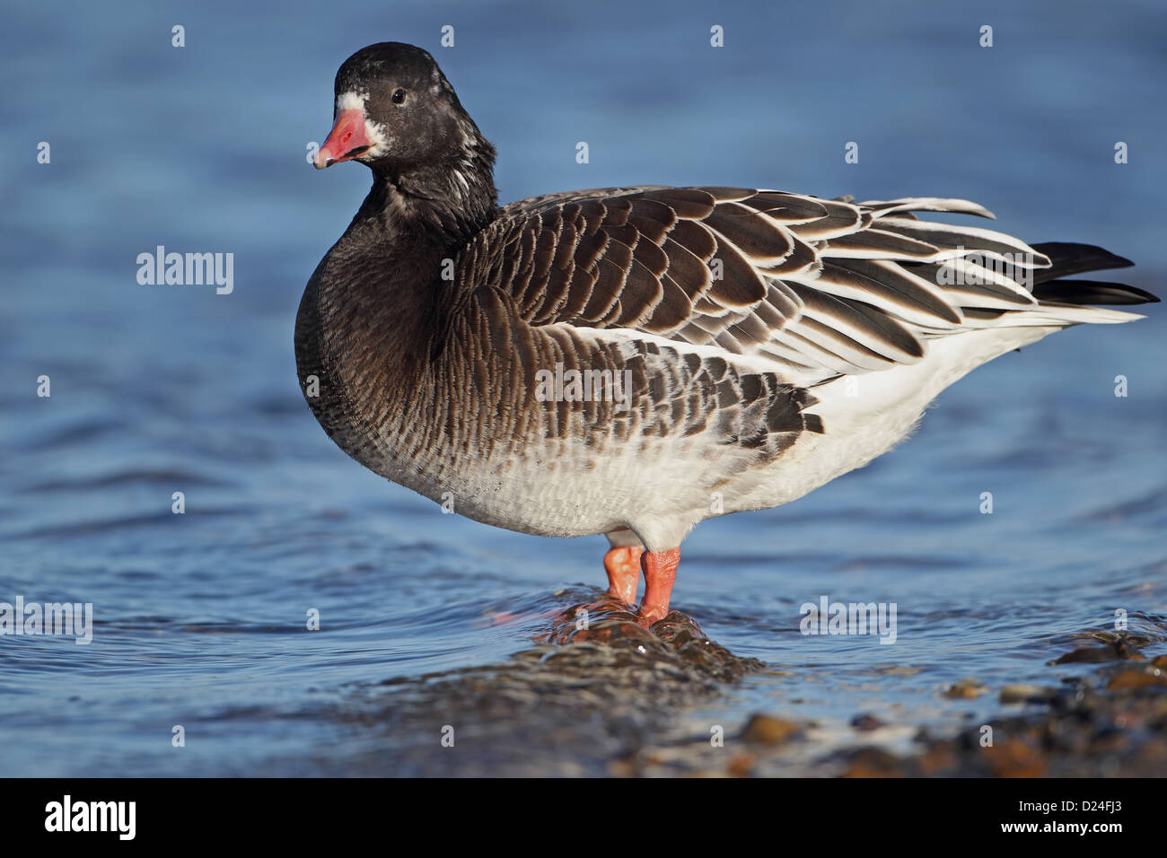 Lesser White-fronted Goose Anser erythropus x Ross's Goose Anser rossii ...