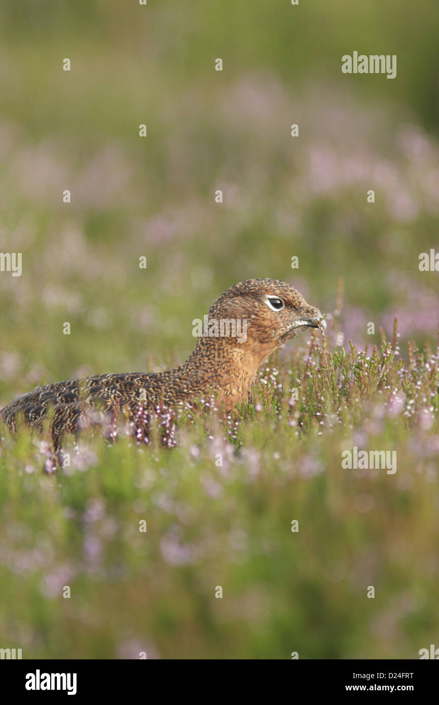 Bird food for dale hi-res stock photography and images - Alamy