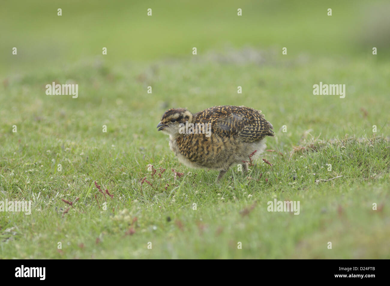 Young grouse chicks hi-res stock photography and images - Alamy