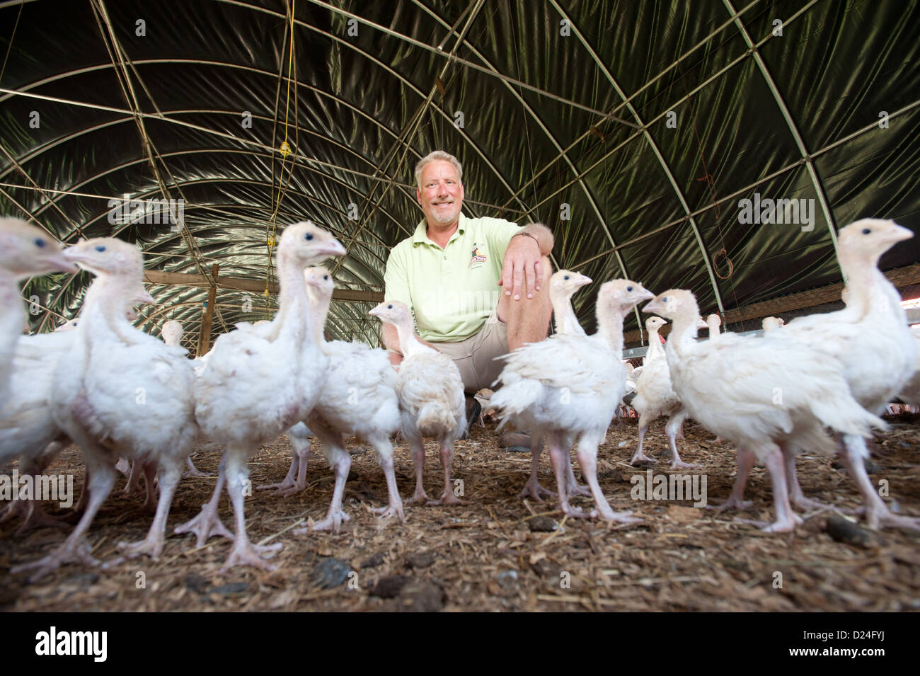 Farmer and turkeys on a turkey farm Stock Photo - Alamy