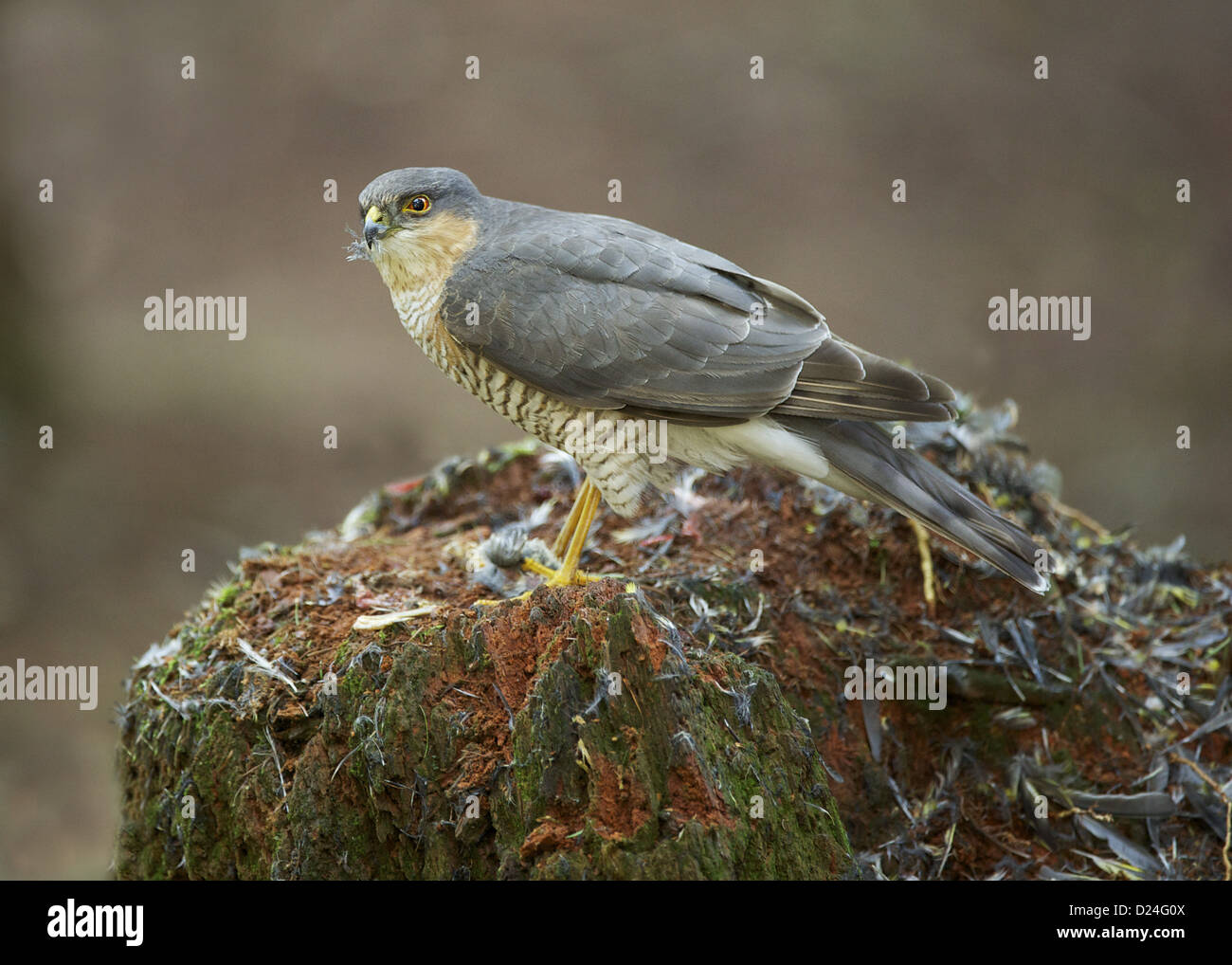 Eurasian Sparrowhawk (Accipiter nisus) adult male, feeding on bird prey ...