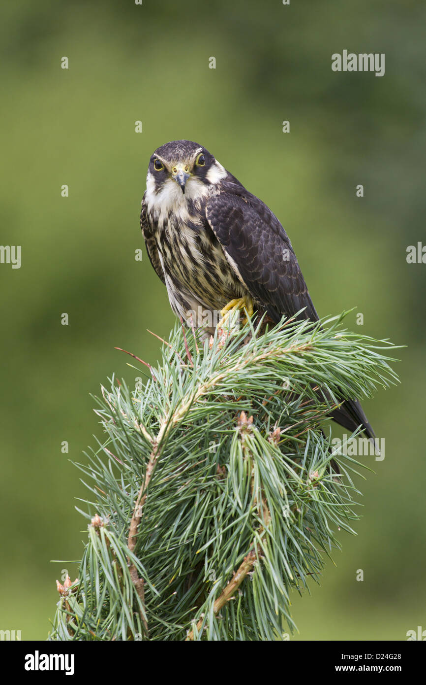Northern hobby falco subbuteo hi-res stock photography and images - Alamy