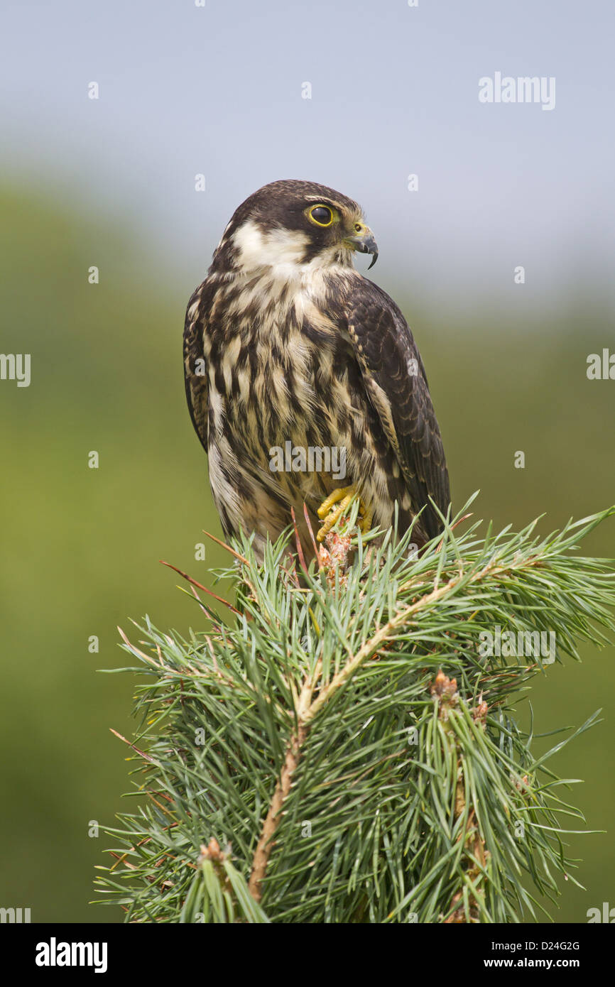 Eurasian Hobby (Falco subbuteo) immature, perched on pine tree, August ...