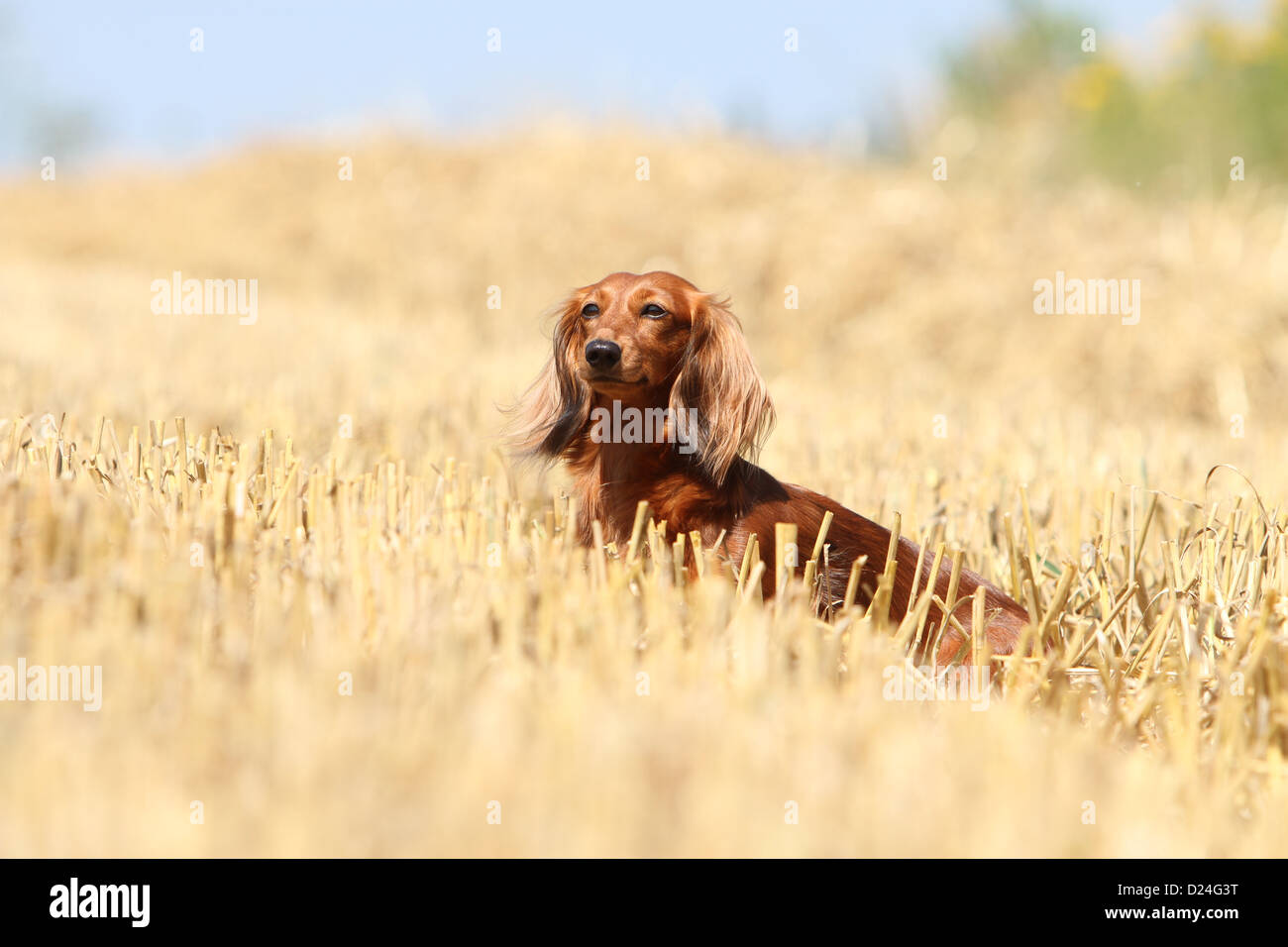 Dog Dachshund / Dackel / Teckel longhaired adult (red) sitting in a ...