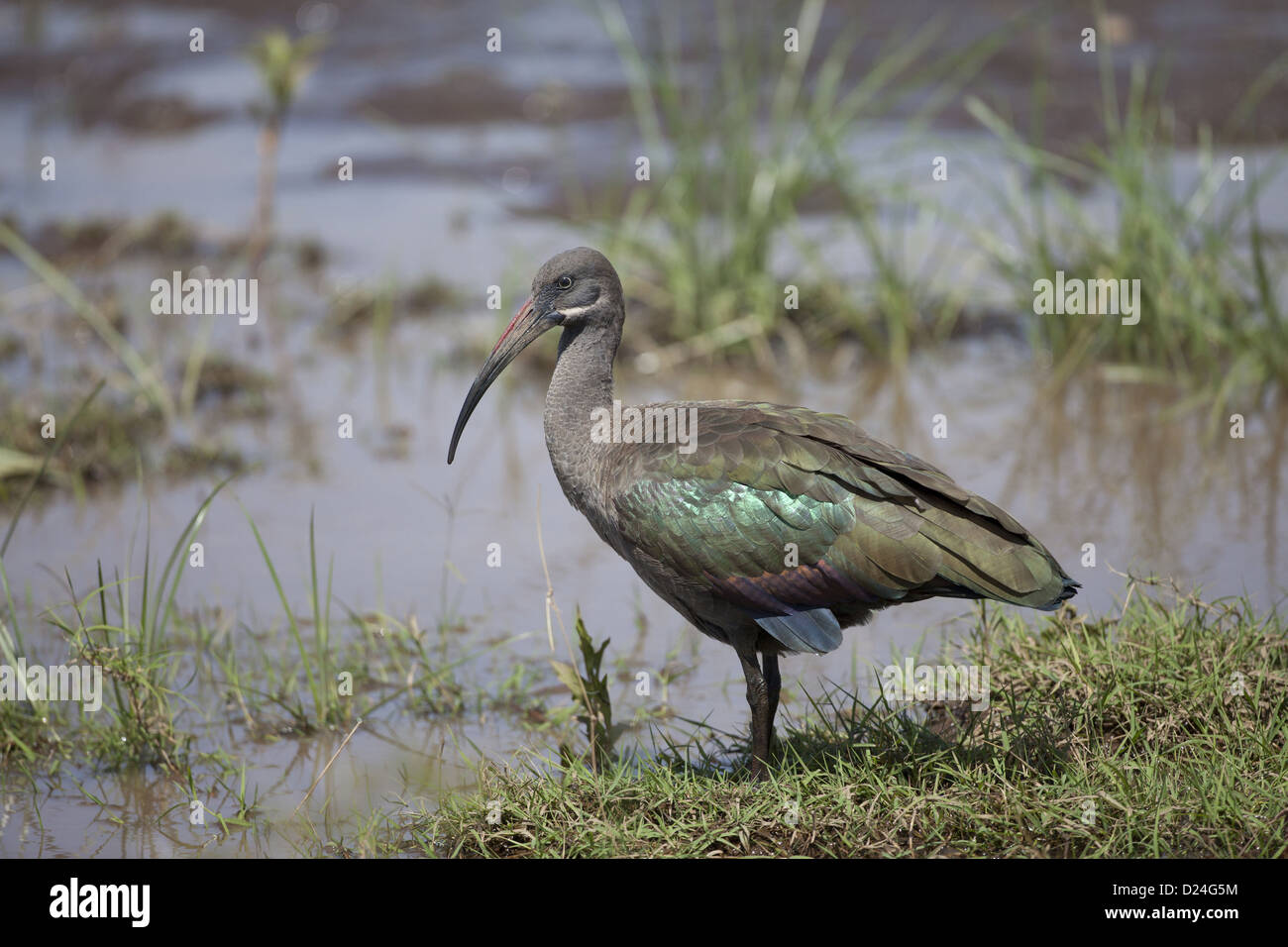 Hadada Ibis (Bostrychia hagedash) adult, standing in wetland, Lake ...