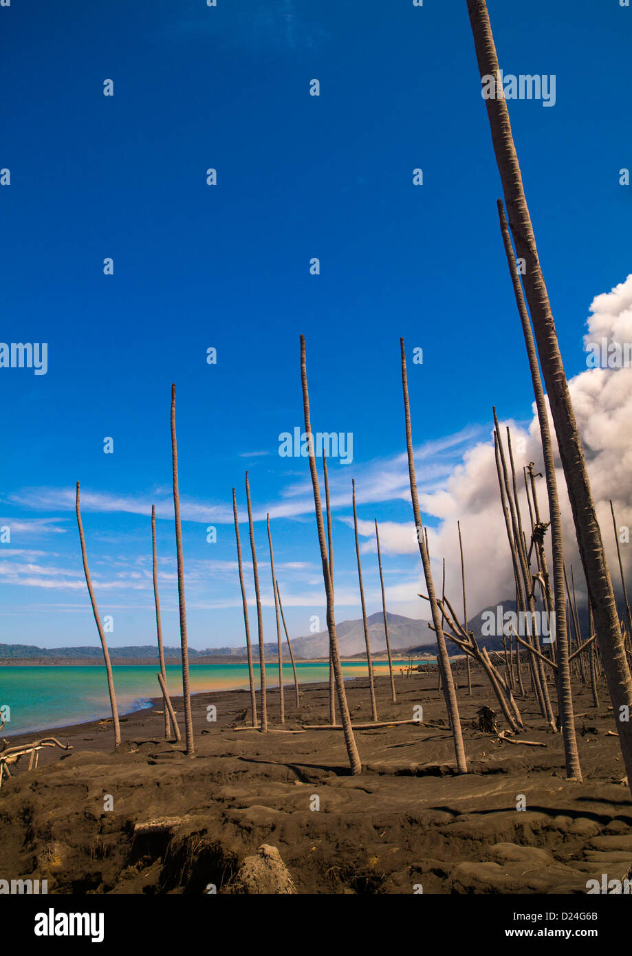 Dead Palm Trees After Volcanic Eruption In Tavurvur Volcano, Rabaul ...