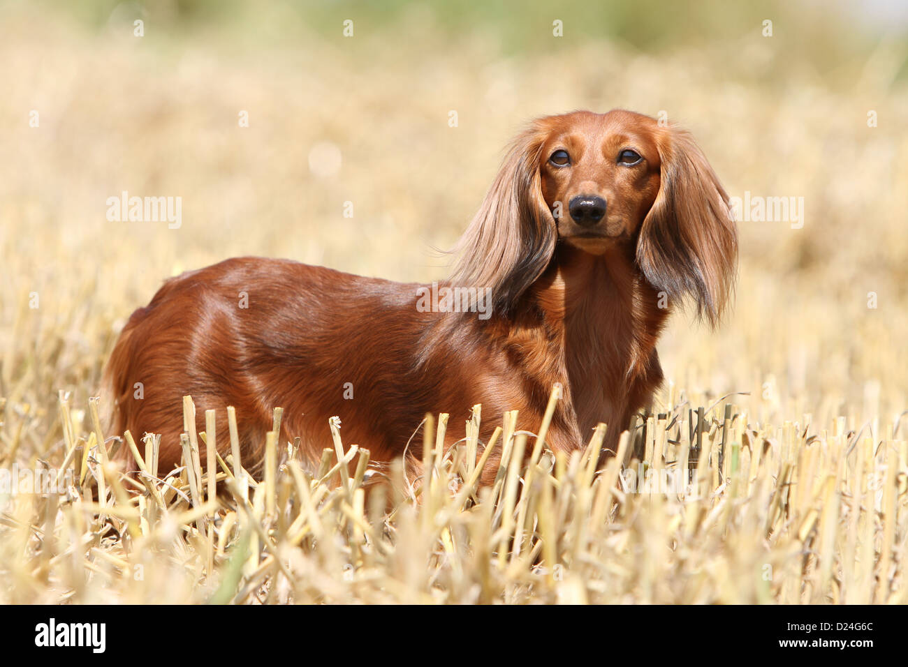 Dog Dachshund / Dackel / Teckel longhaired adult (red) standing in a ...