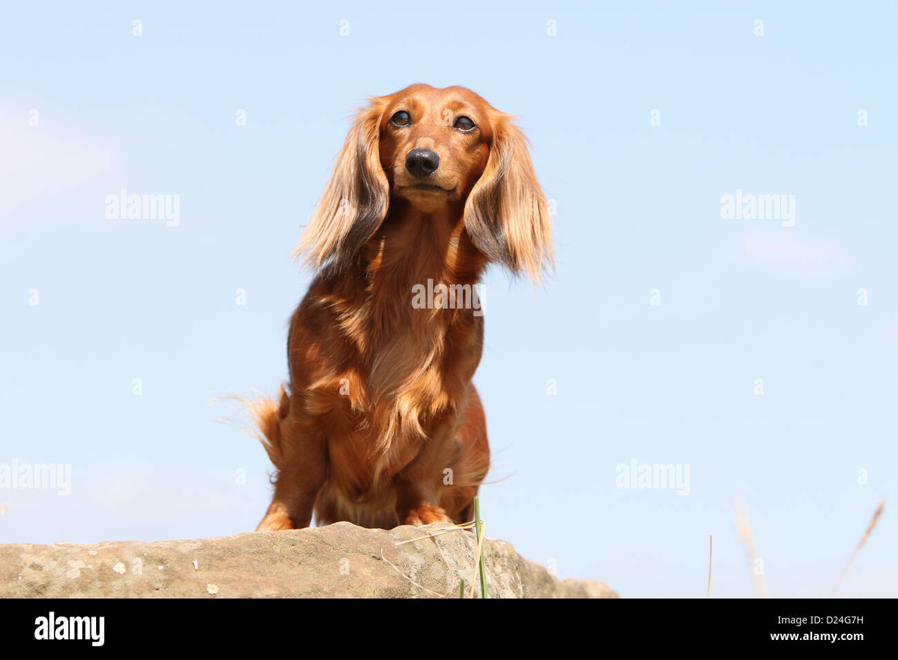 Teckels hi-res stock photography and images - Alamy