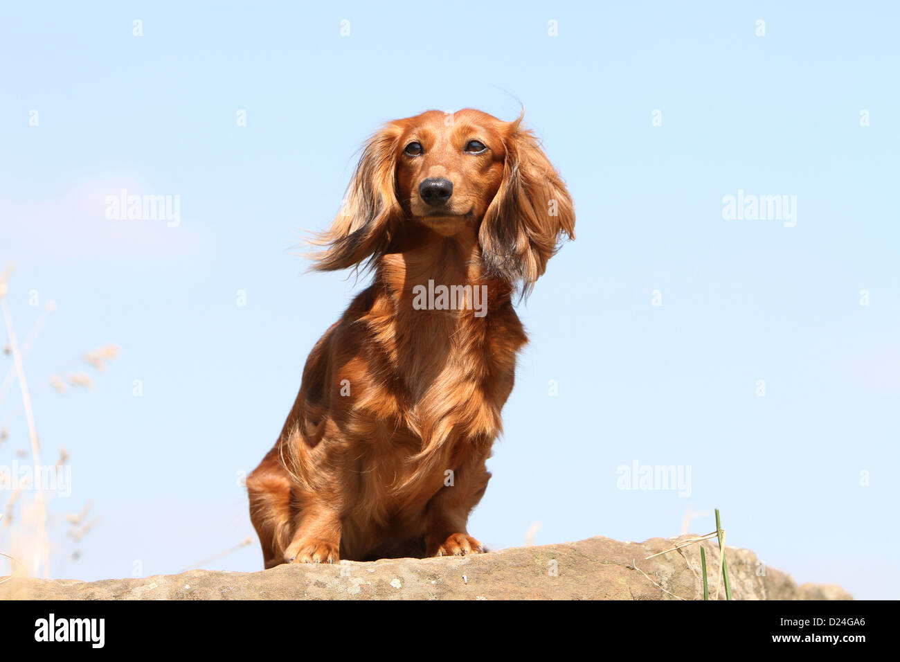 Dog Dachshund / Dackel / Teckel longhaired adult (red) sitting on a ...
