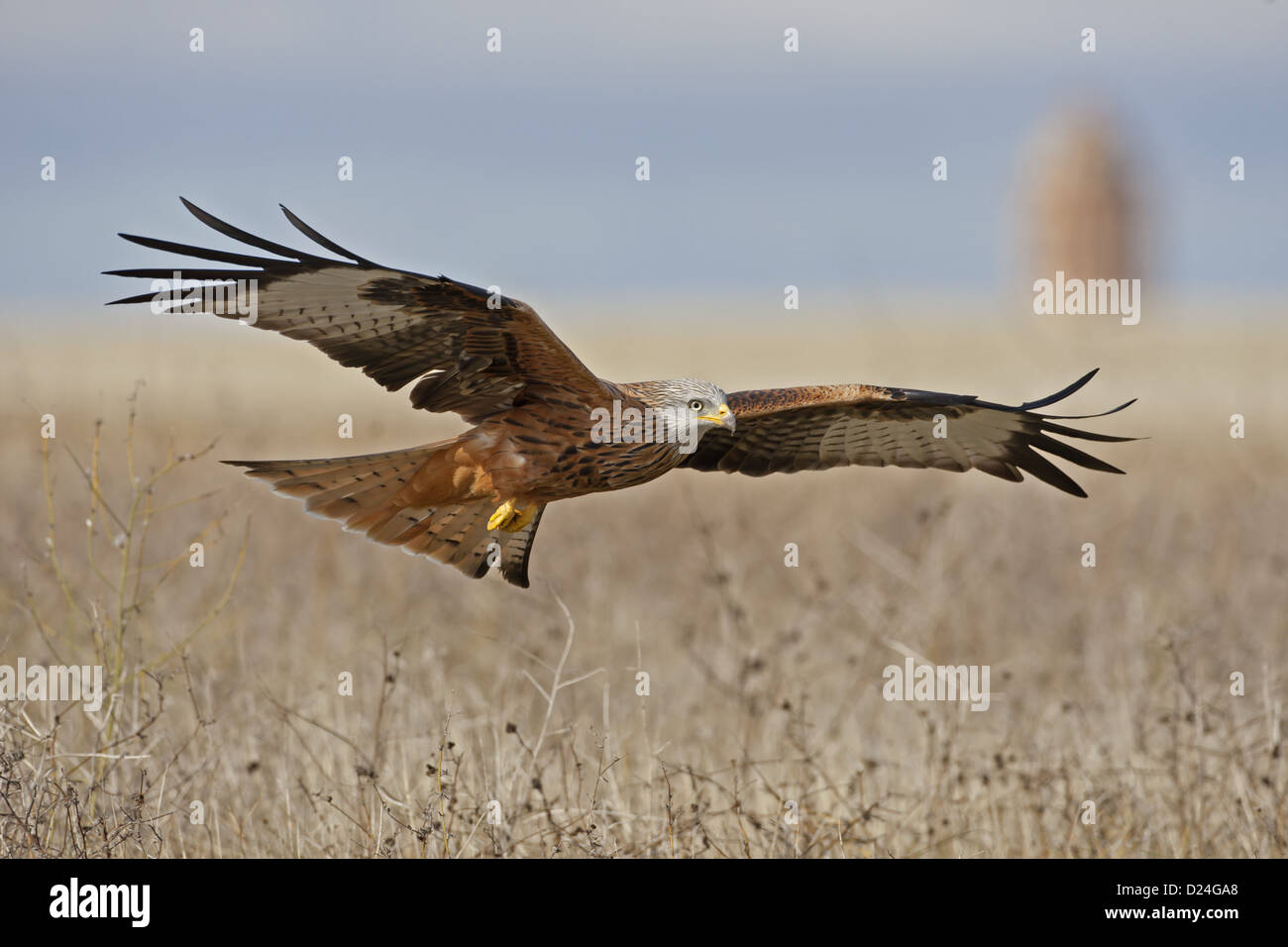 Red Kite (Milvus milvus) adult, in flight, Northern Spain, November ...