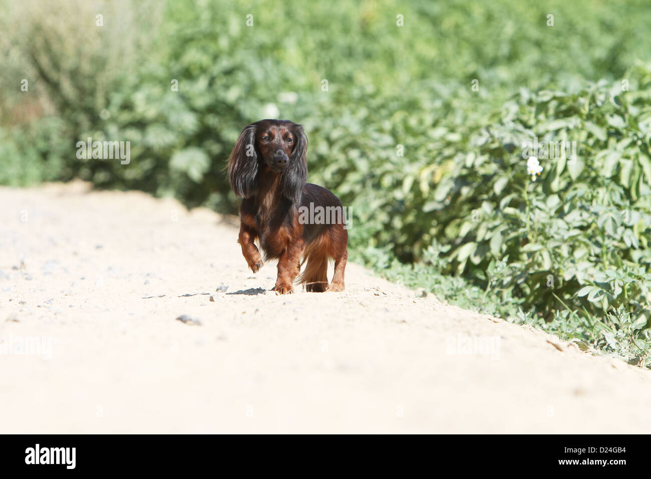 Dog Dachshund / Dackel / Teckel longhaired adult (red) standing paw ...