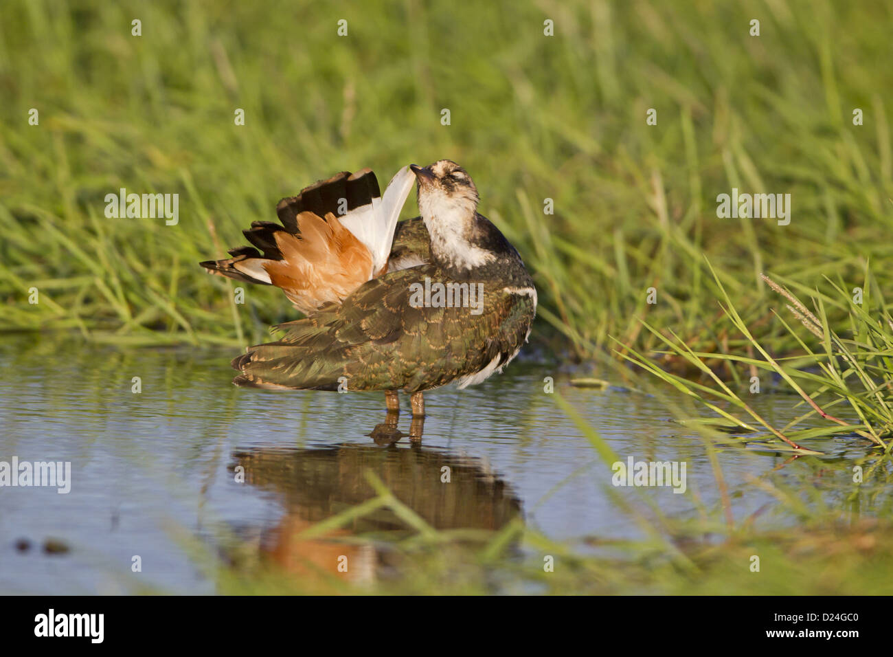 Northern Lapwing (Vanellus vanellus) juvenile, preening tail feathers ...