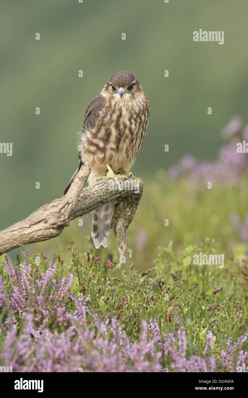 Merlin falco columbarius male perched hi-res stock photography and ...