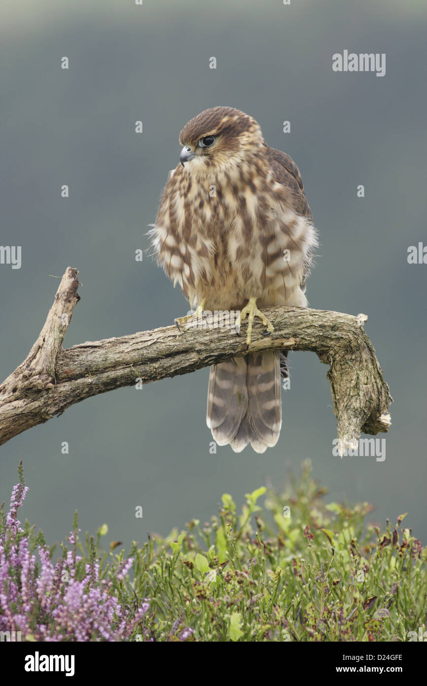 Merlin Falco columbarius immature male first year plumage perched on ...