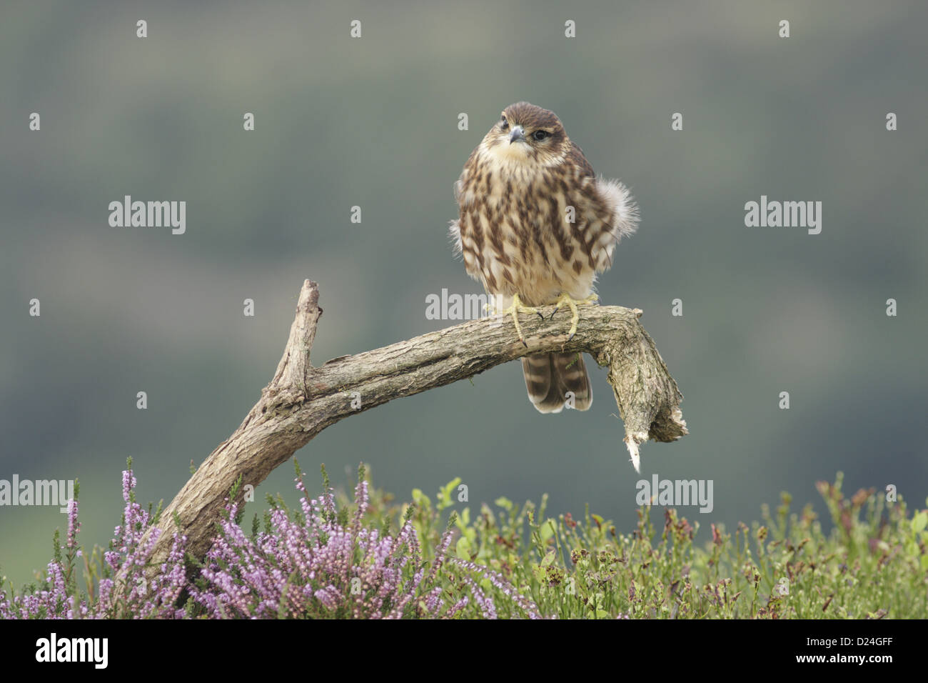 Merlin Falco columbarius immature male first year plumage perched on ...