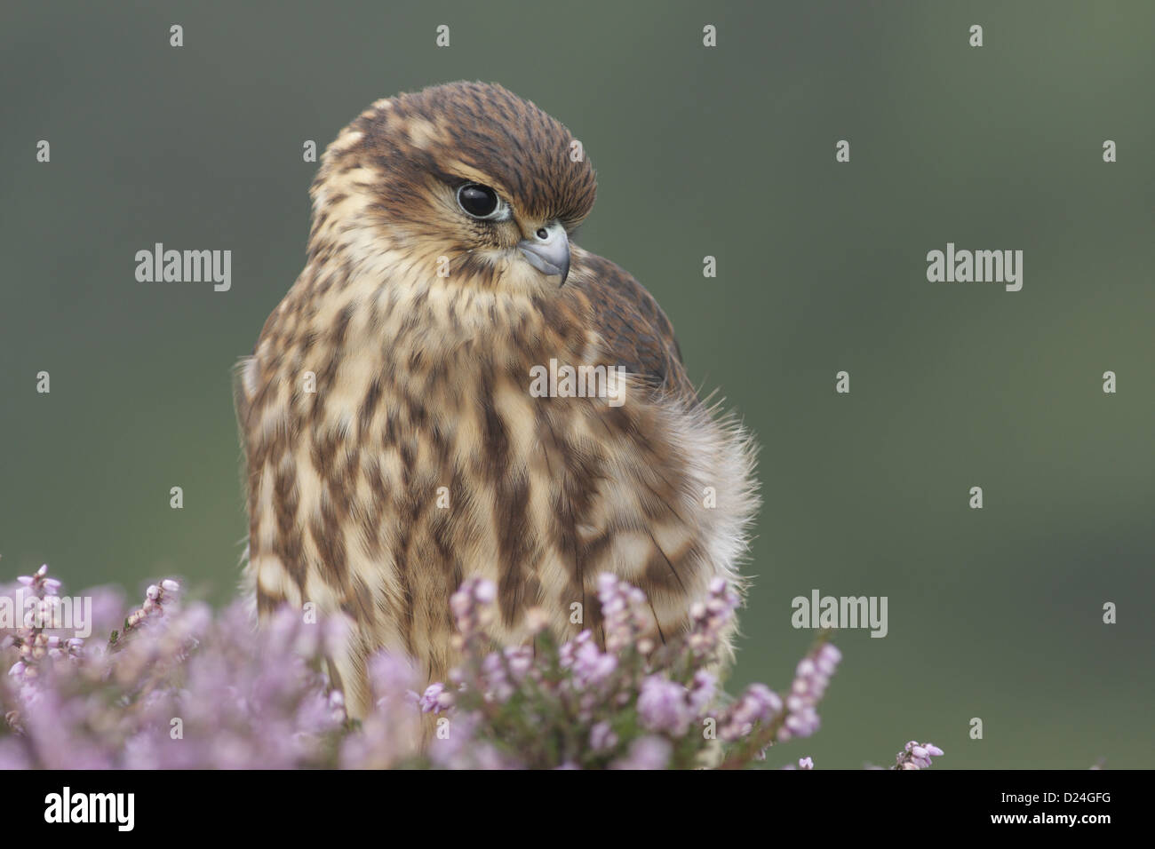 Merlin Falco columbarius immature male first year plumage amongst ...