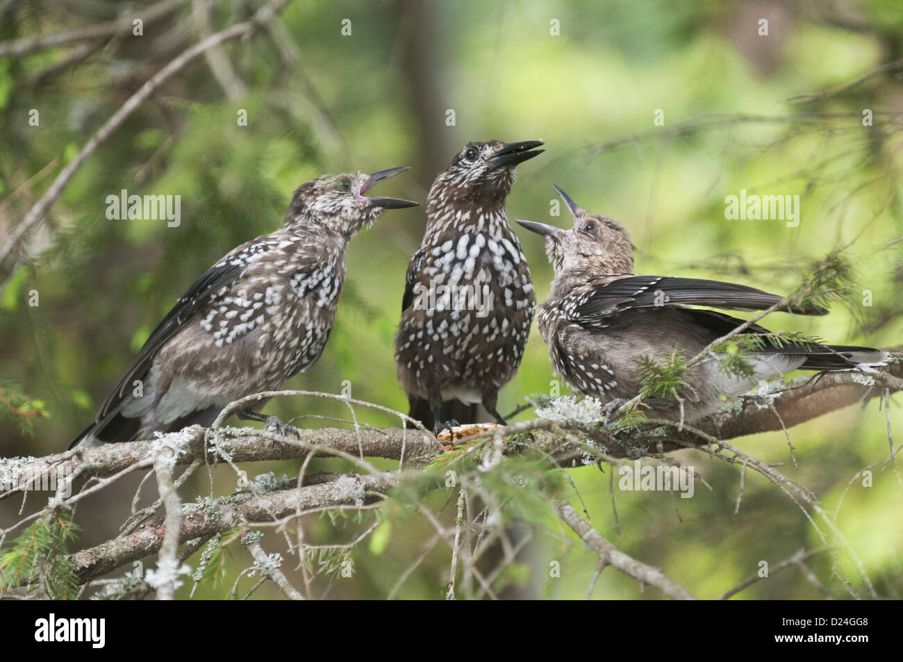 Fledgling crows hi-res stock photography and images - Alamy