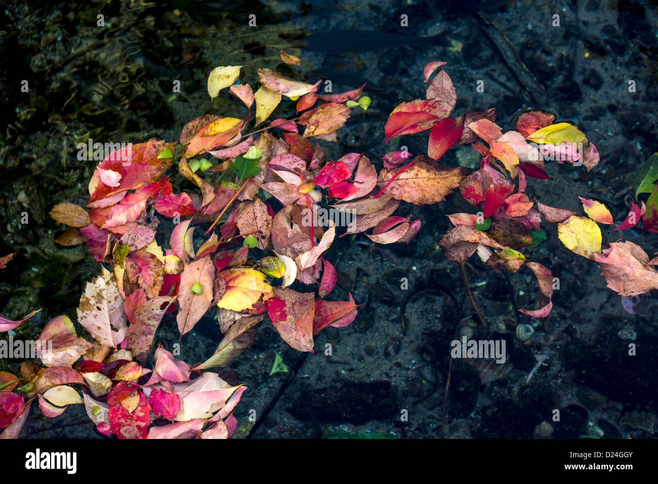 Leaves floating on water, autumn colours, fall colors, tints with fish ...