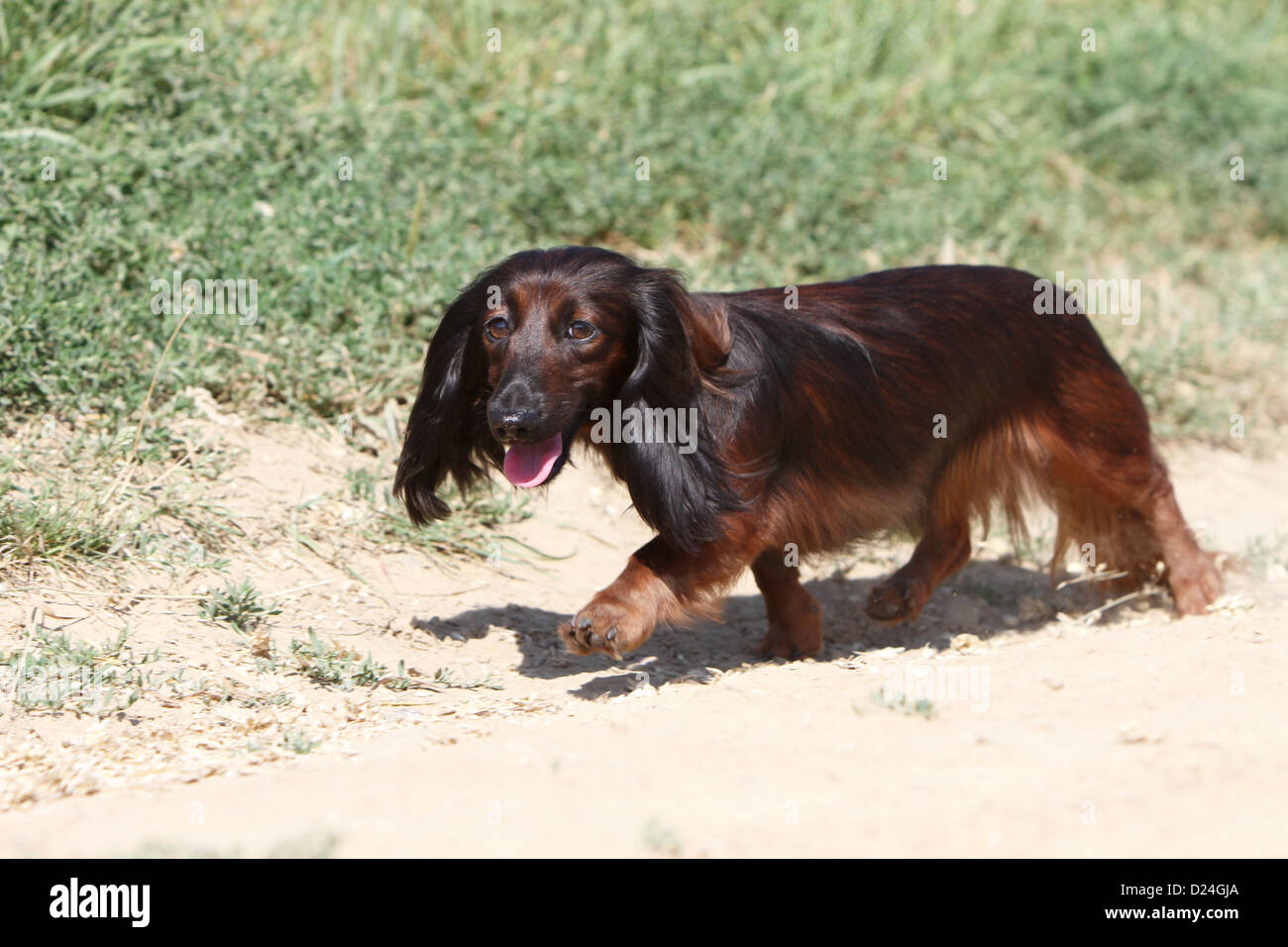 Dog Dachshund / Dackel / Teckel longhaired adult (red) walking Stock ...