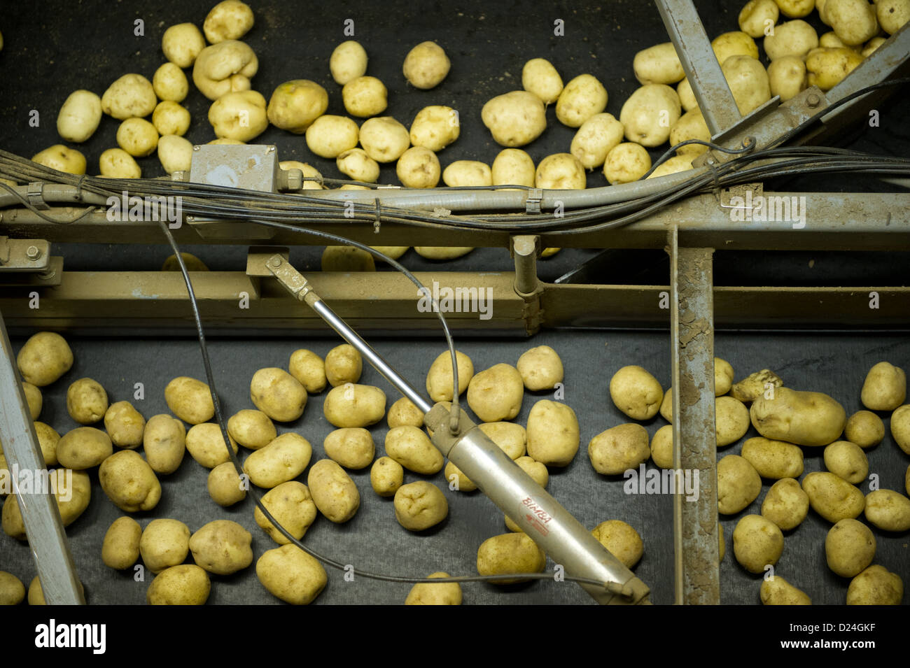 Potatoes on a potato farm Stock Photo - Alamy