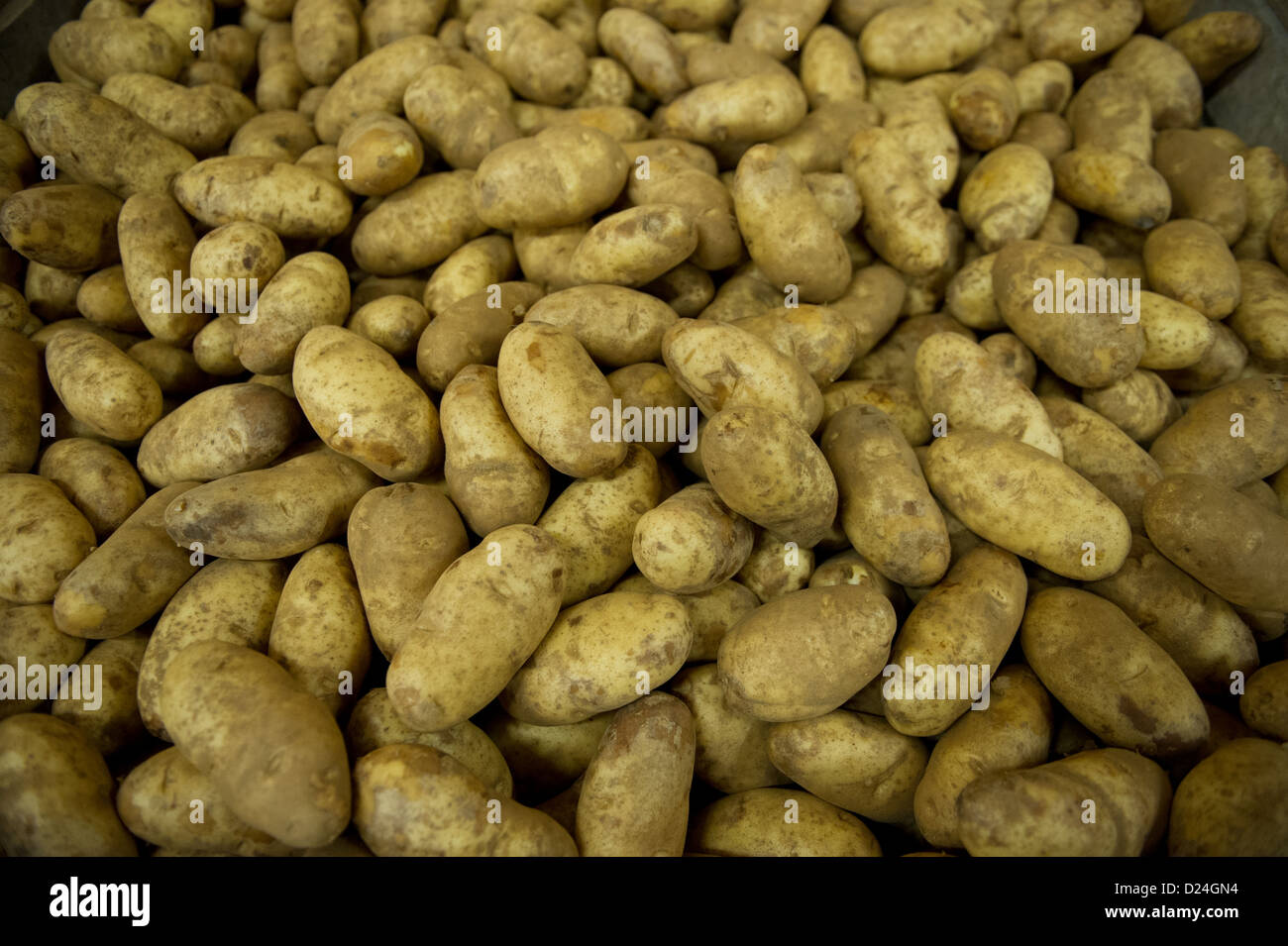 Potatoes on a potato farm Stock Photo - Alamy