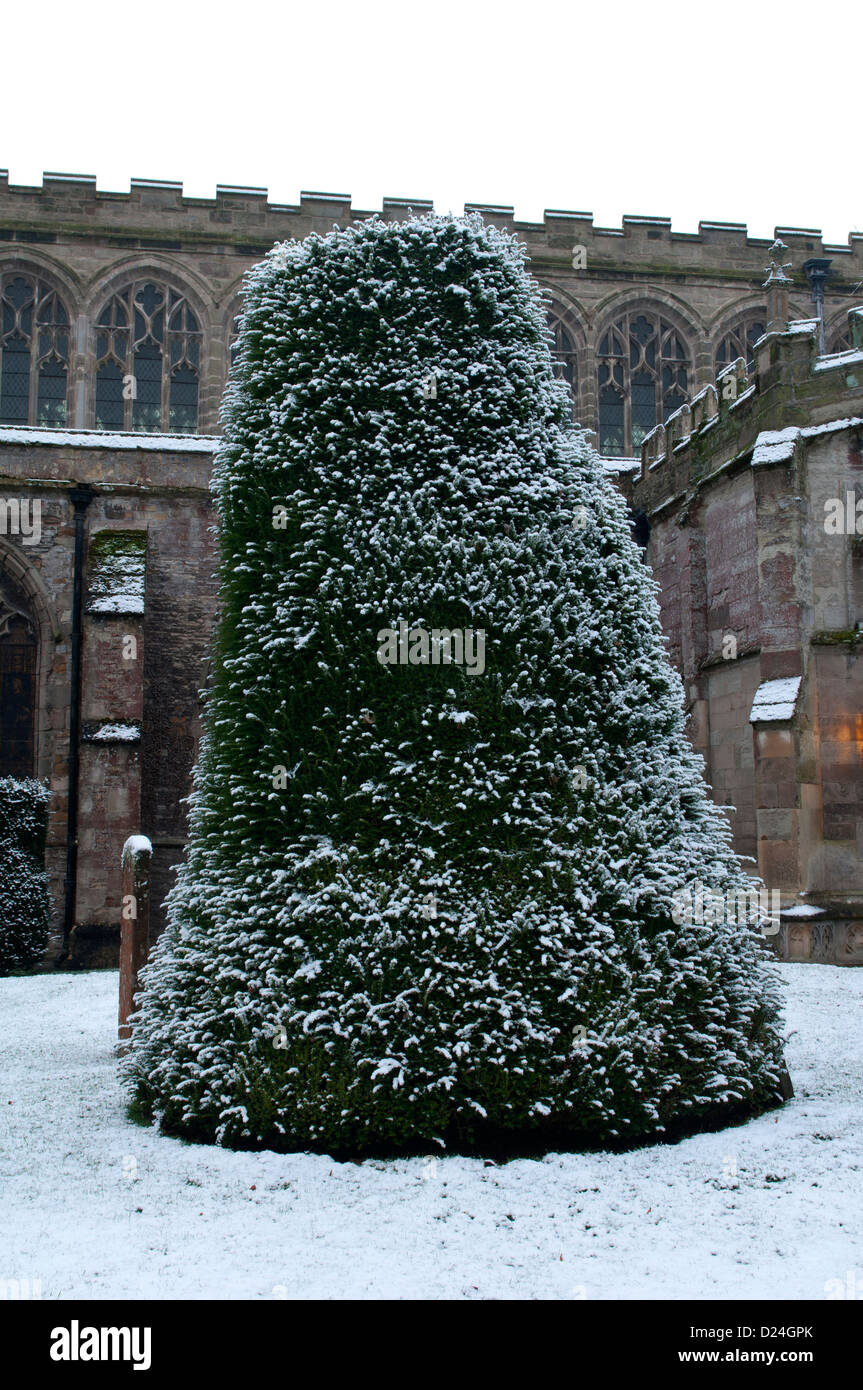 Yew tree and snow hi-res stock photography and images - Alamy
