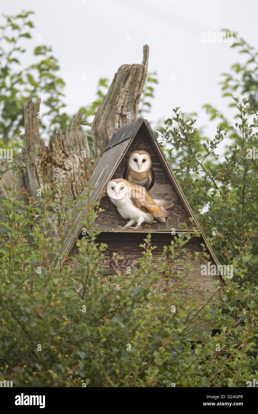 Two barn owl chicks hi-res stock photography and images - Alamy