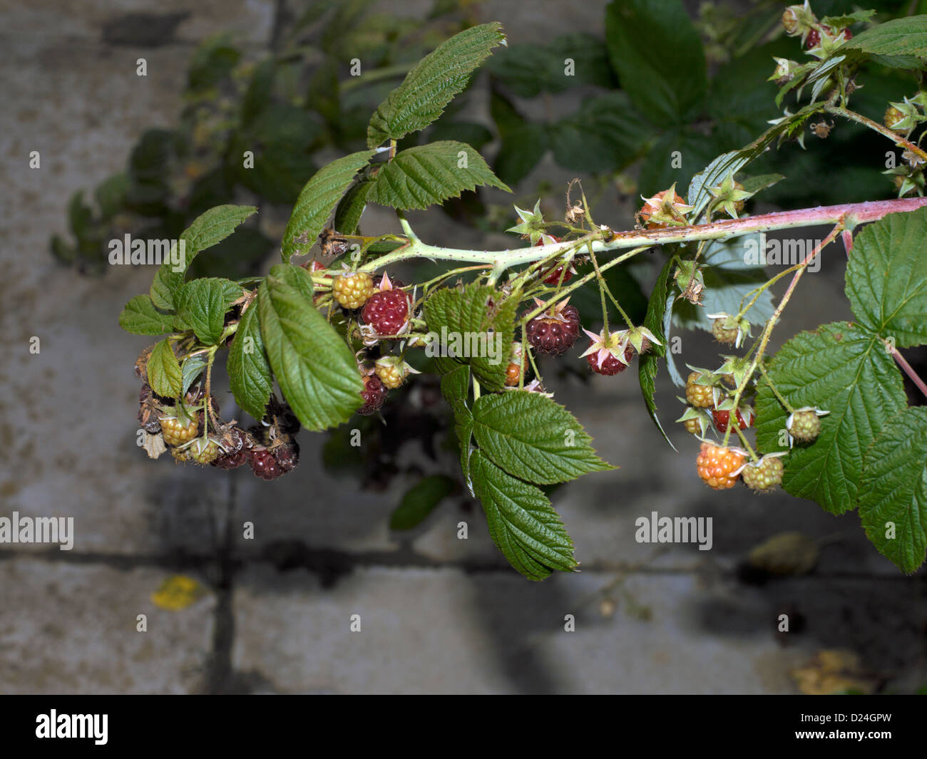 Raspberries Growing on Raspberry Cane Stock Photo - Alamy