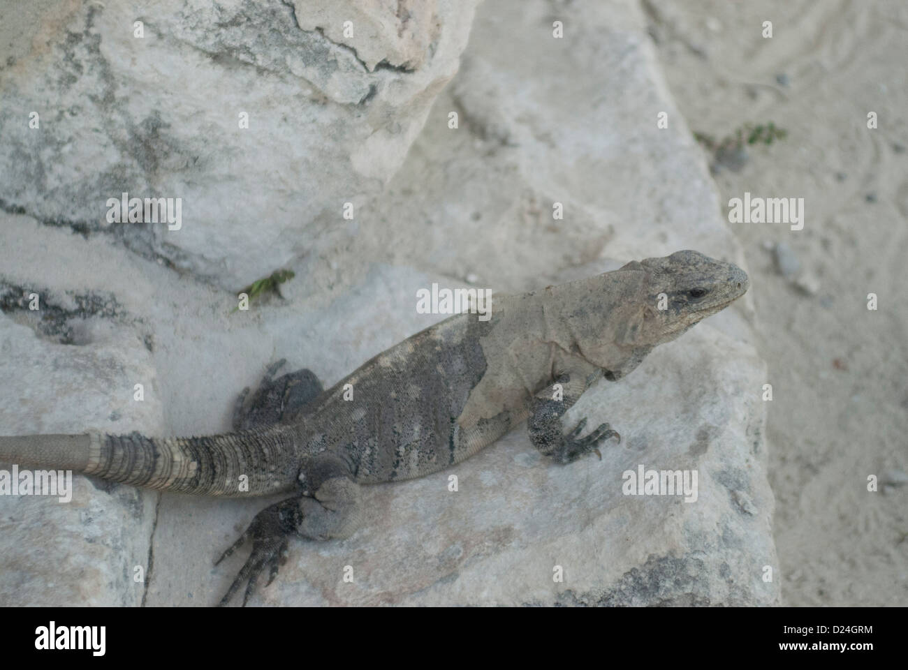 Gray lizard on rock Stock Photo - Alamy