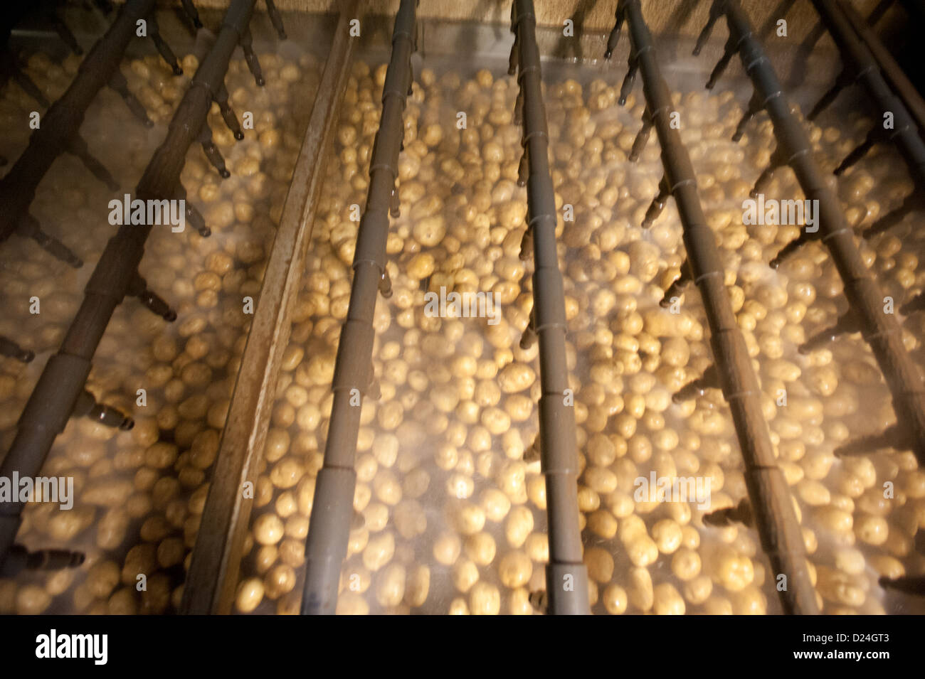 Potatoes on a potato farm Stock Photo - Alamy