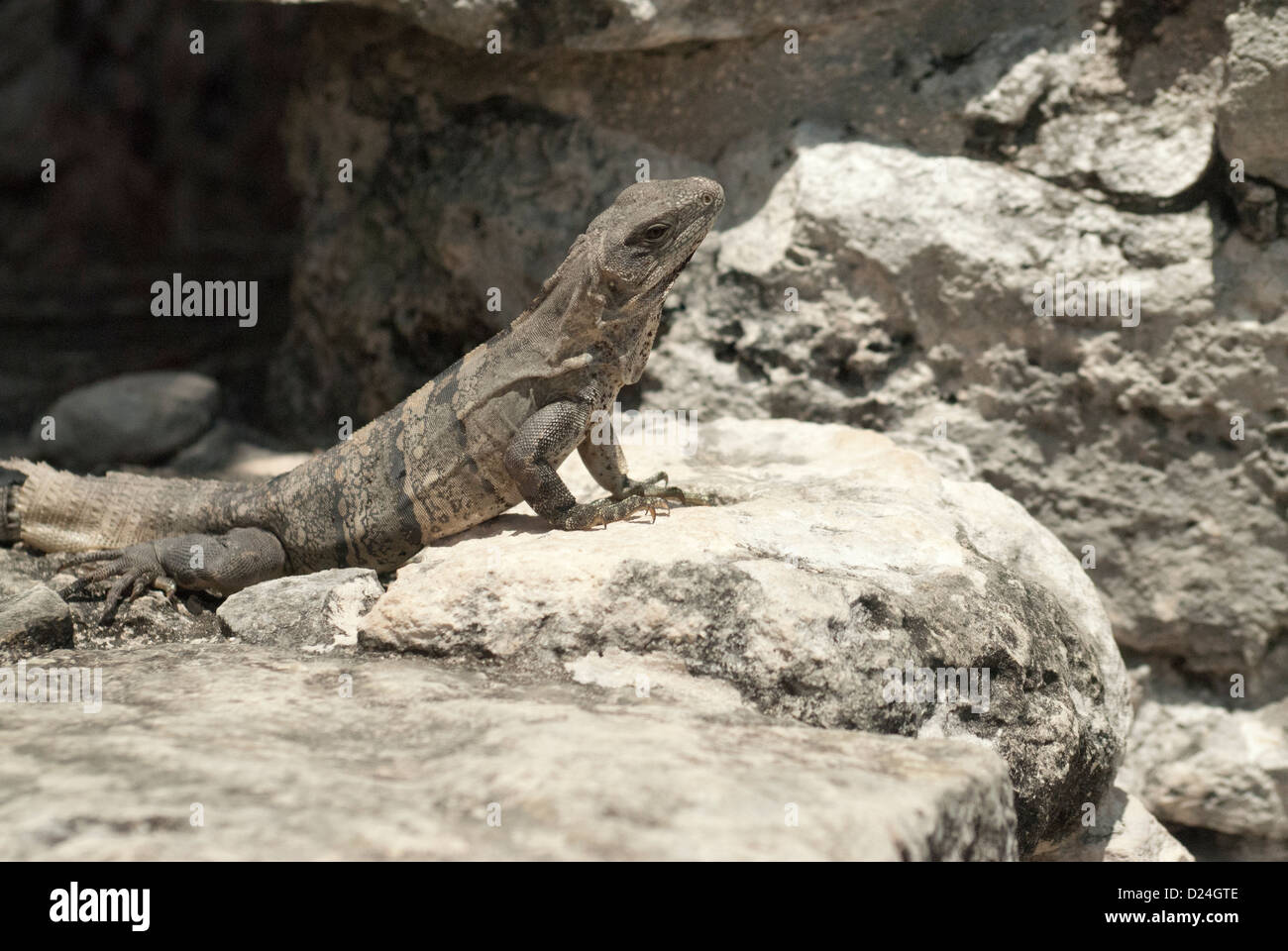 Lizard on rock Stock Photo - Alamy