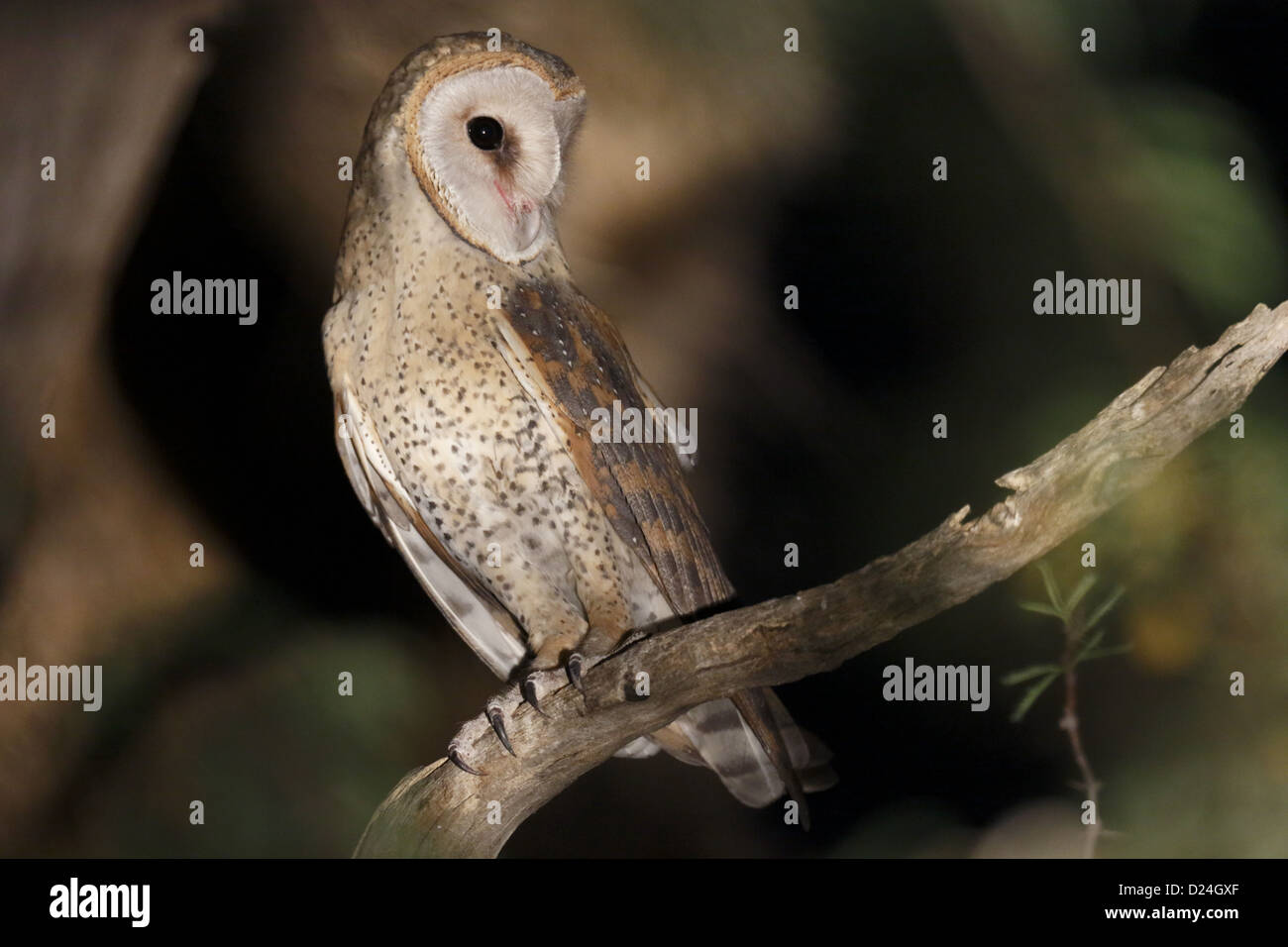 African barn owl tyto alba affinis hi-res stock photography and images ...