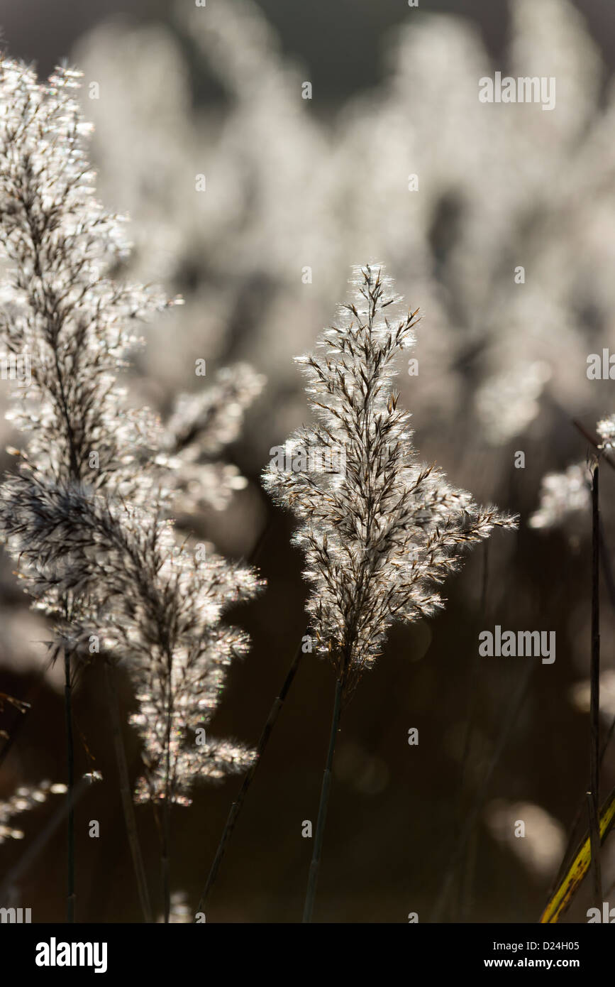 Phragmites hi-res stock photography and images - Alamy