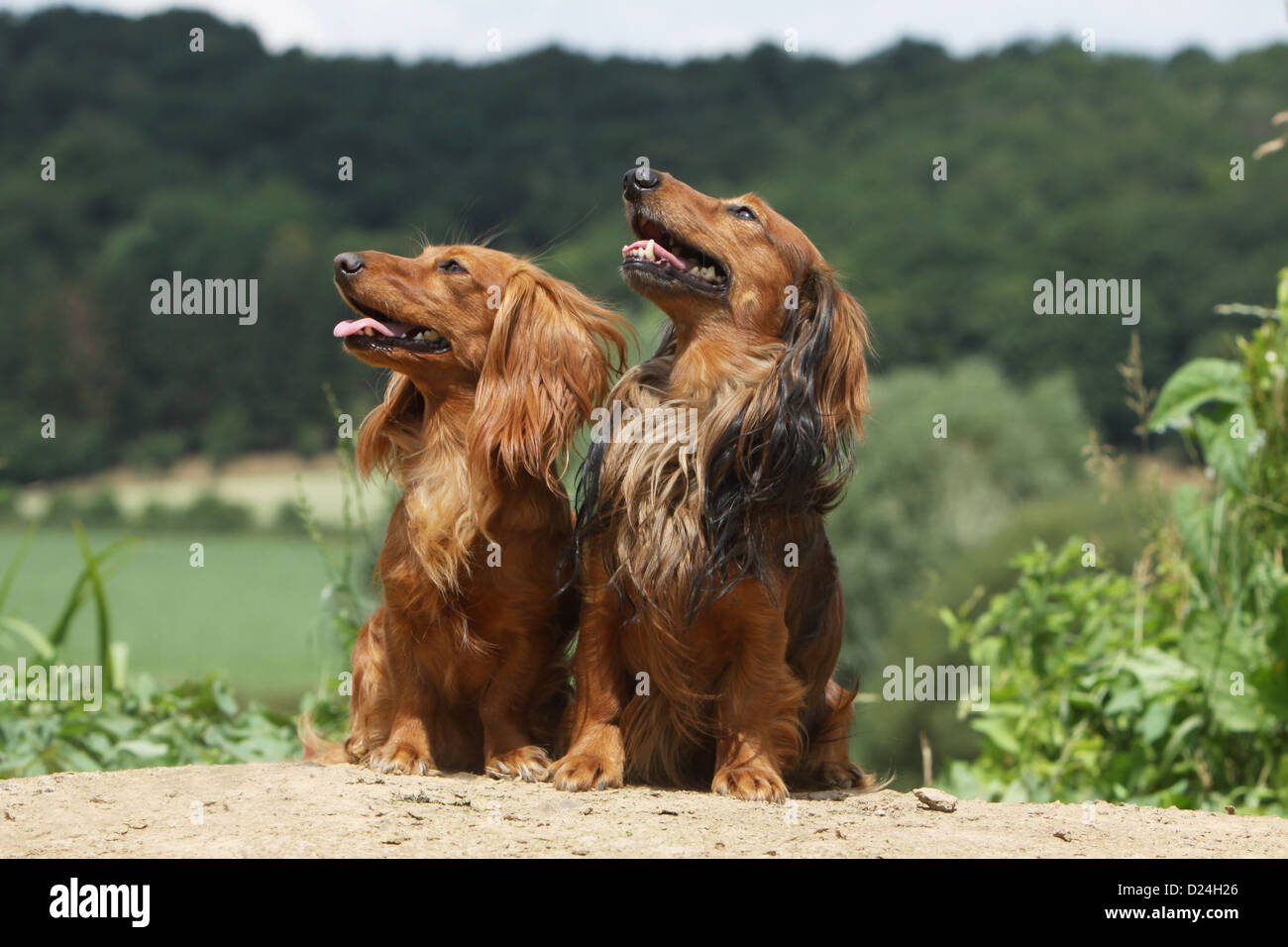 Dog Dachshund / Dackel / Teckel longhaired two adults (red) sitting in ...