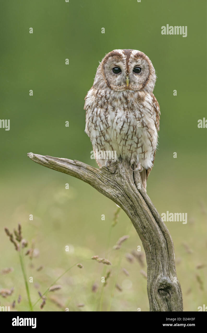 Tawny Owl (Strix aluco) adult, perched on branch, June (captive Stock ...