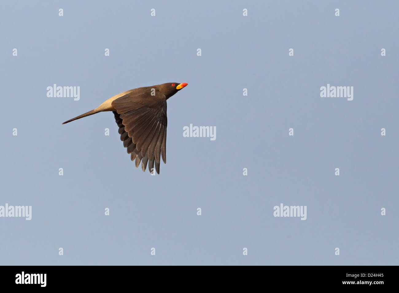 Yellow Billed Oxpecker