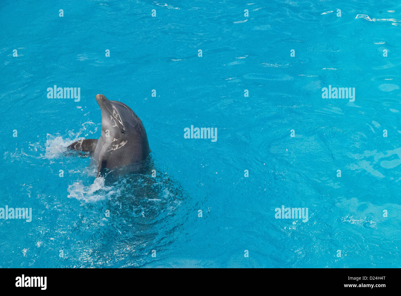 dolphin claping in water Stock Photo - Alamy