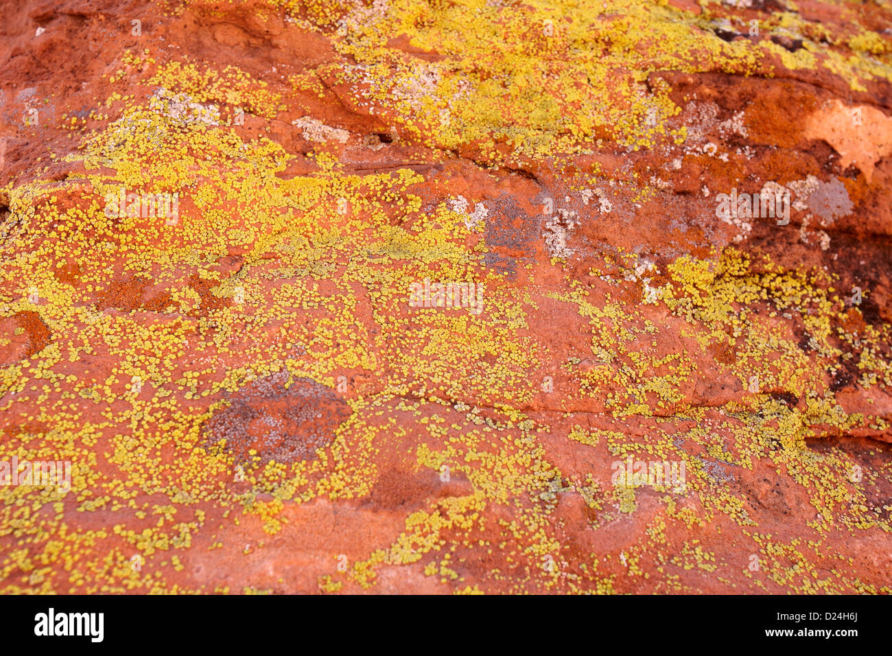Lichen on rock rocks hi-res stock photography and images - Alamy
