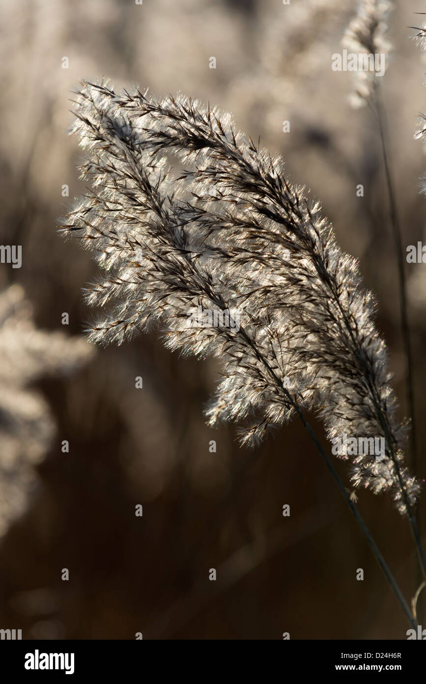 Phragmites Stock Photos & Phragmites Stock Images - Alamy