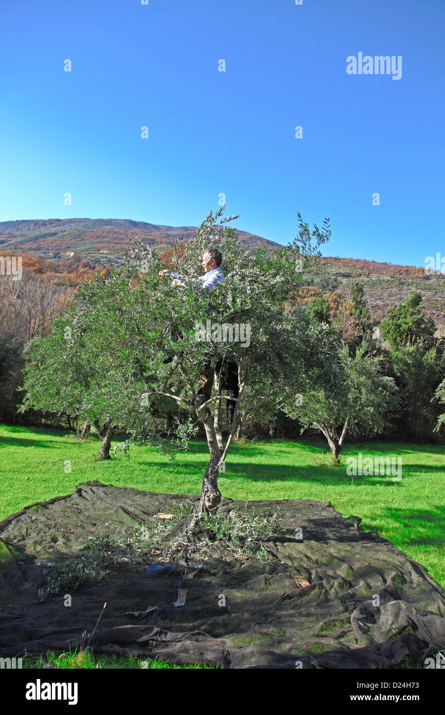 farmer at work with olive tree Stock Photo - Alamy