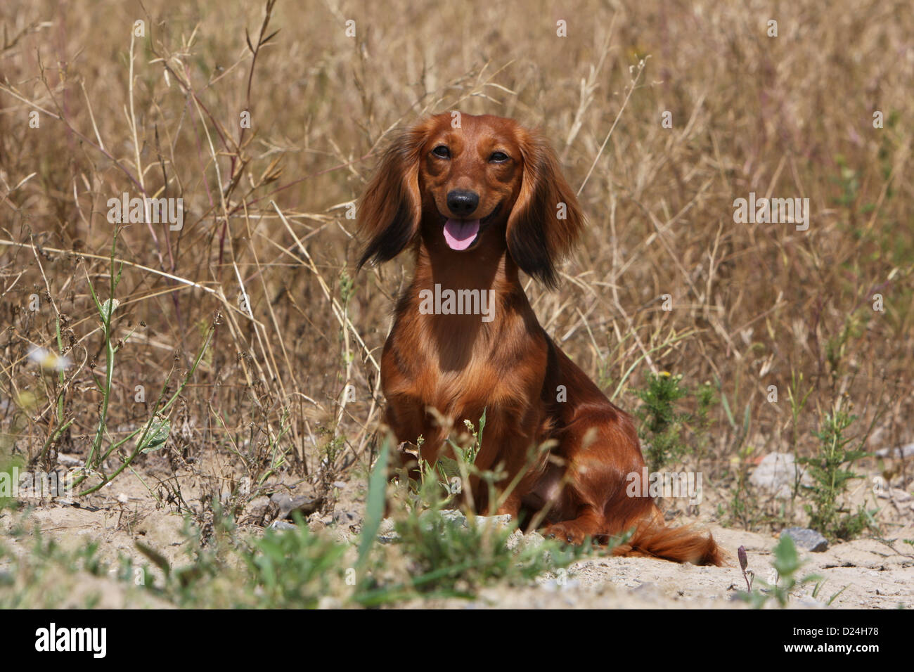 Dog Dachshund / Dackel / Teckel longhaired adult (red) sitting in a ...