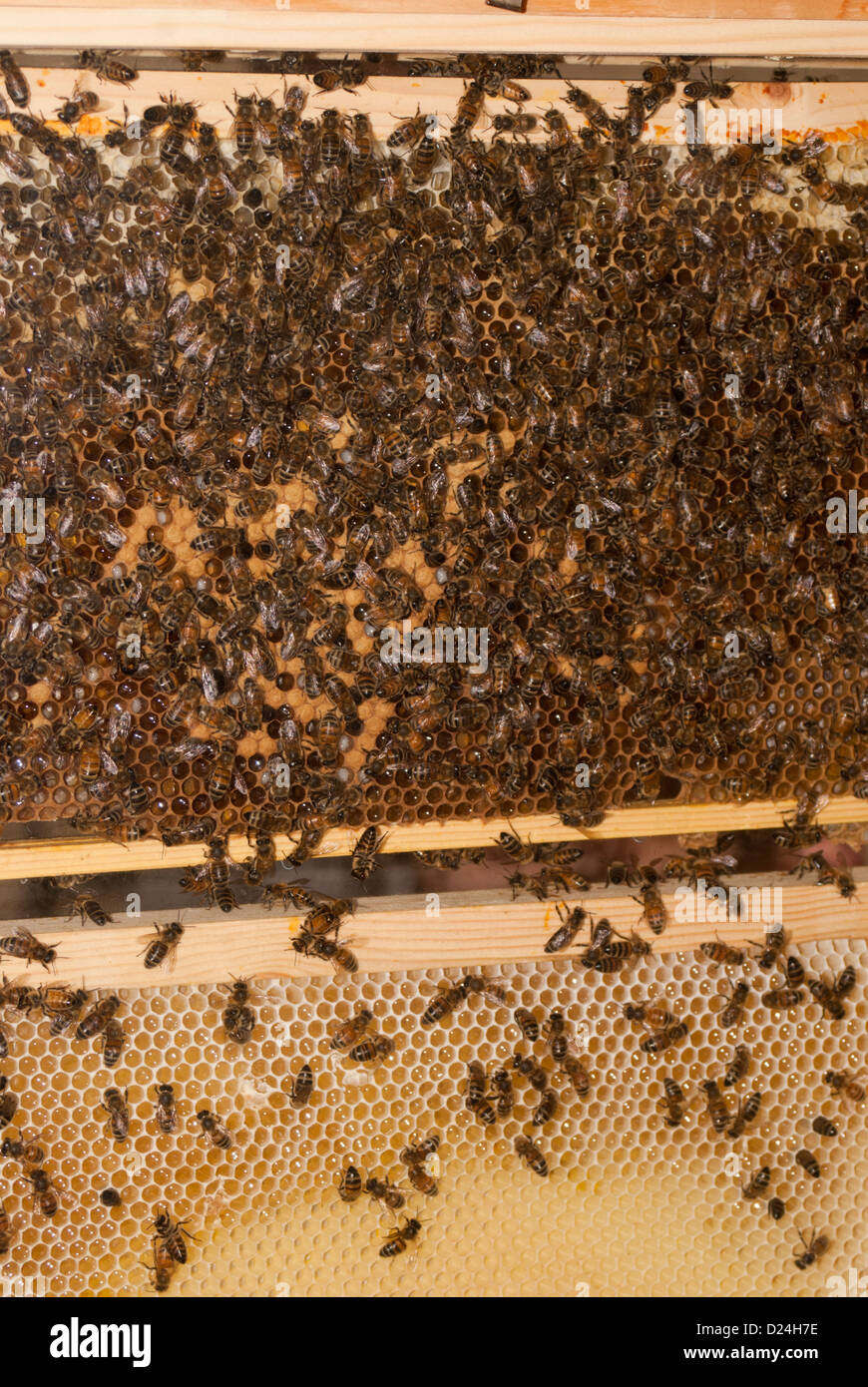 Brood apis mellifera hi-res stock photography and images - Alamy
