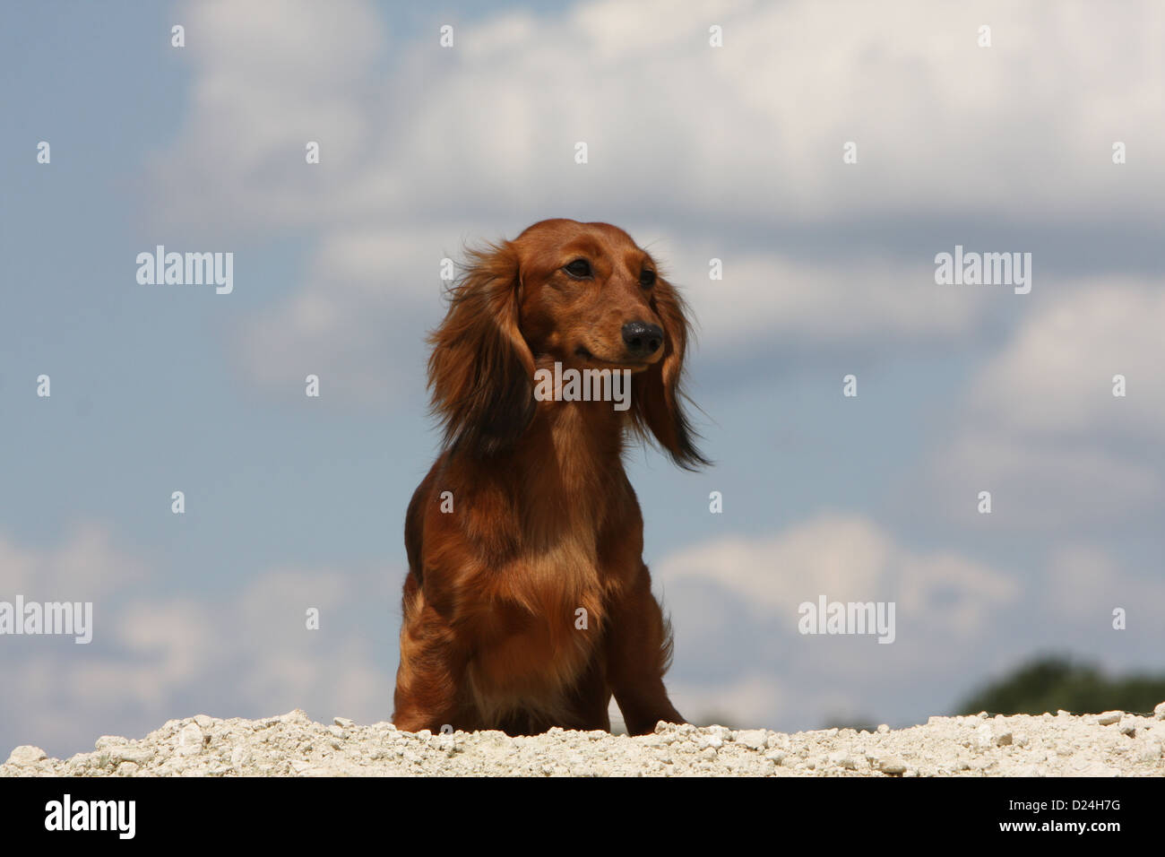 Dog Dachshund / Dackel / Teckel longhaired adult (red) sitting Stock ...