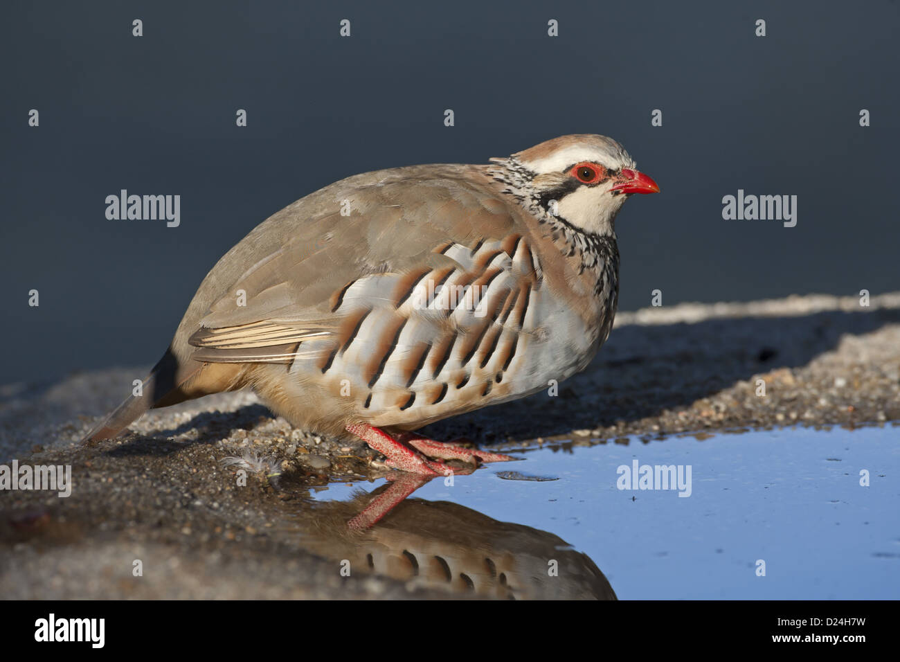 Red-legged Partridge (Alectoris rufa) adult, drinking at pool, Castilla ...